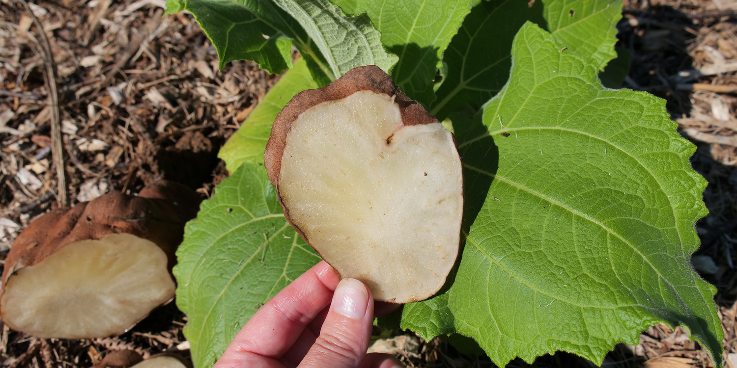 Yacon (Bolivian Sunroot) – Green Canvas Farms