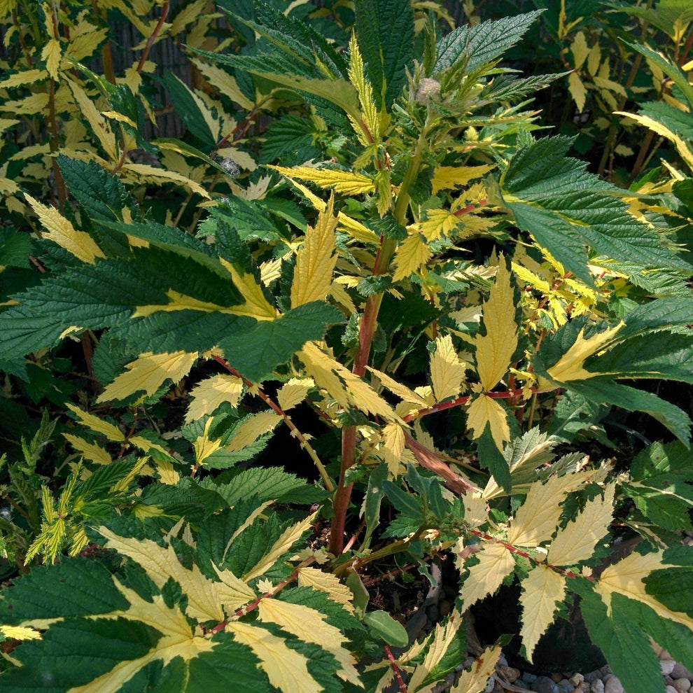 Variegated Meadowsweet Plant for Sale - Filipendula ulmaria 'Variegata ...