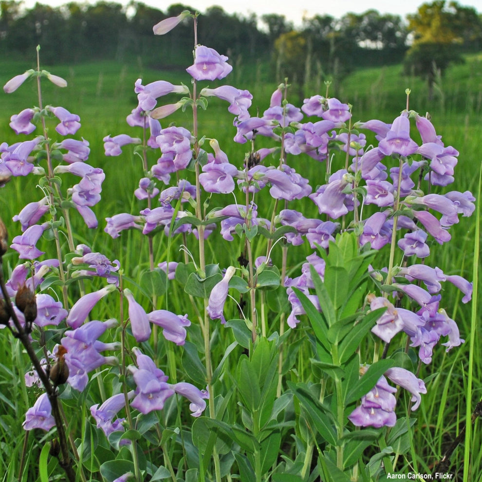 Large Beardtongue Plant for Sale - Penstemon grandiflorus – Green ...