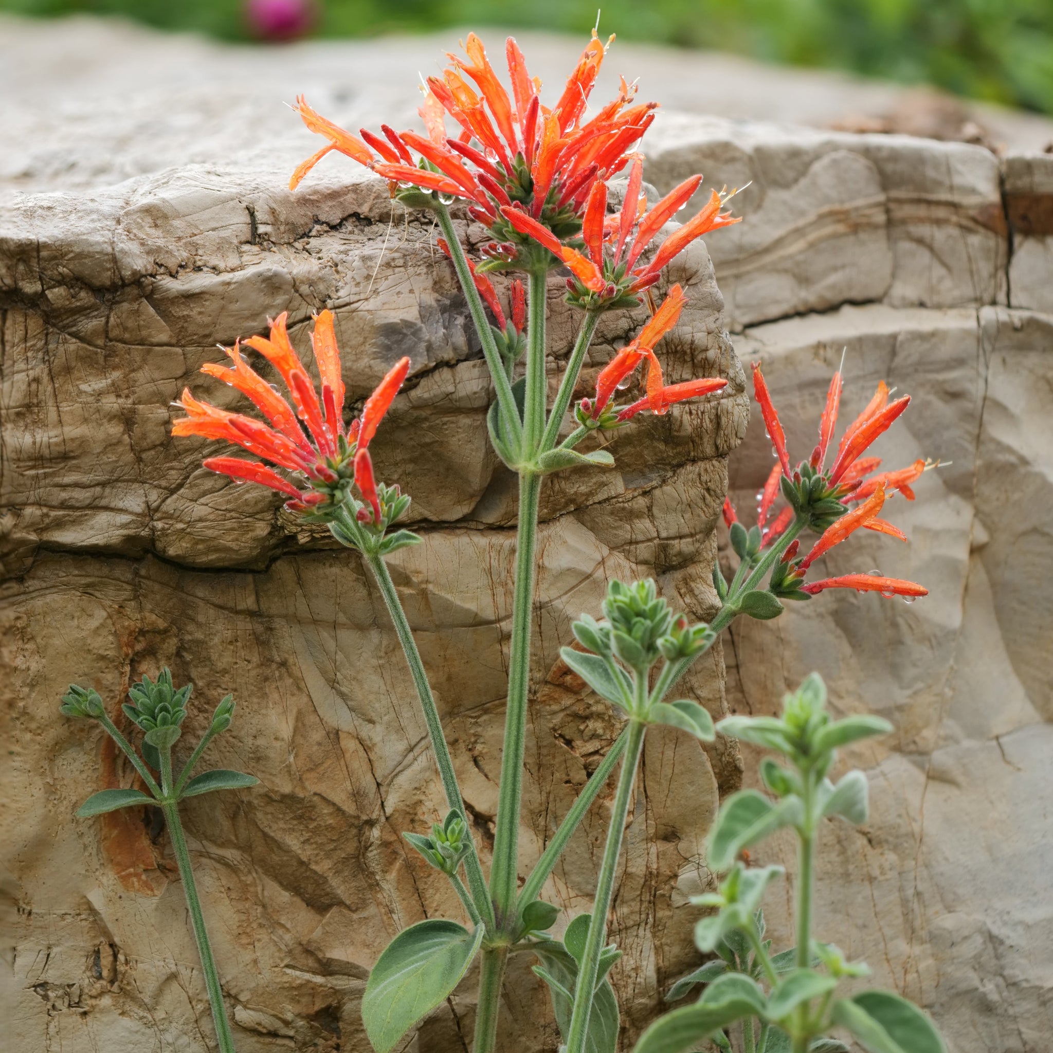 Hummingbird Plant for Sale - Dicliptera suberecta – Green Canvas Farms