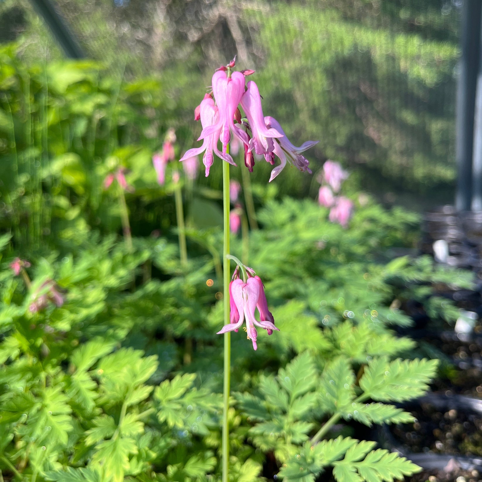 Fringed Bleeding Heart Plant for Sale - Dicentra eximia – Green Canvas Farms