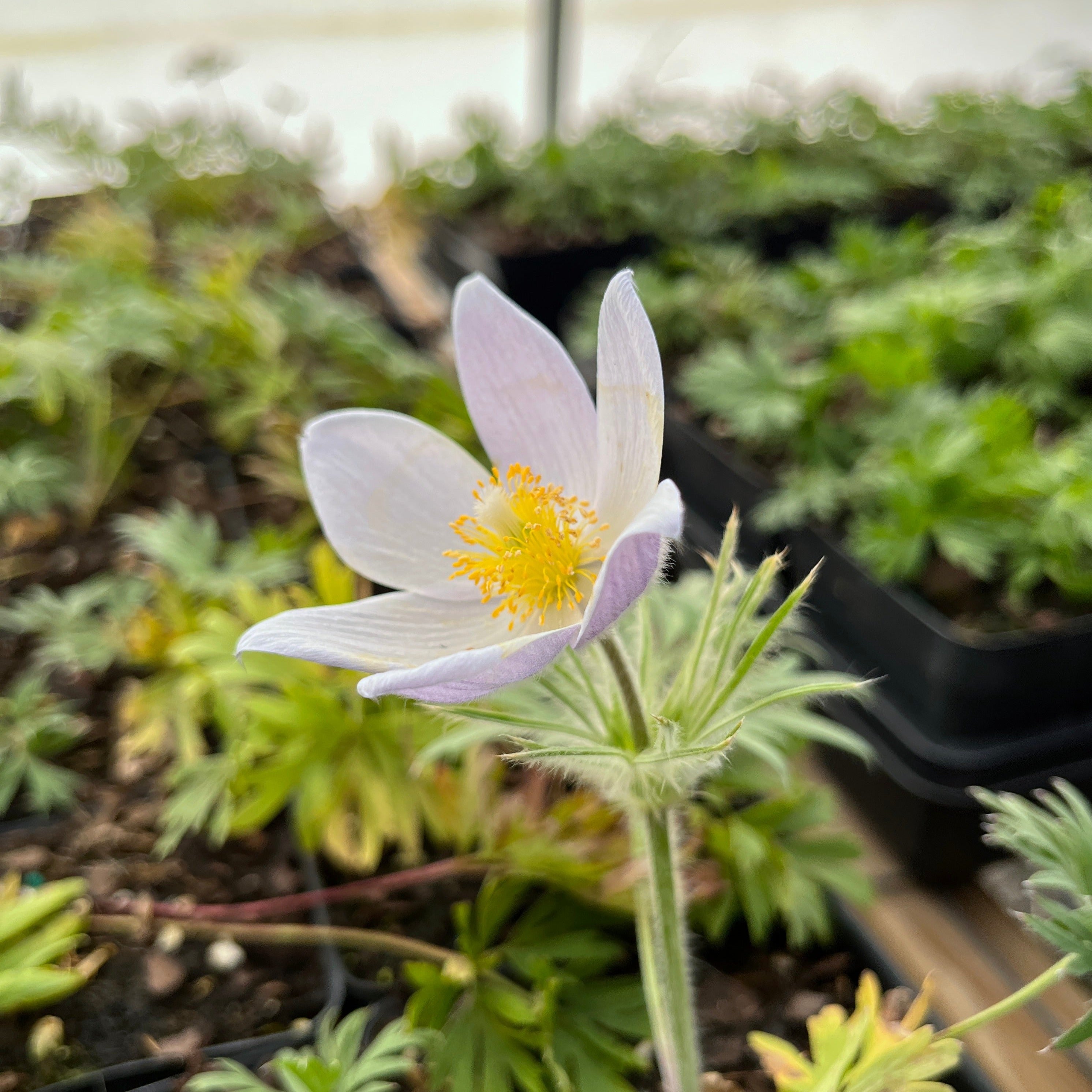 Pulsatilla patens - Eastern Pasque Flower - Live Plant For Sale – Green ...