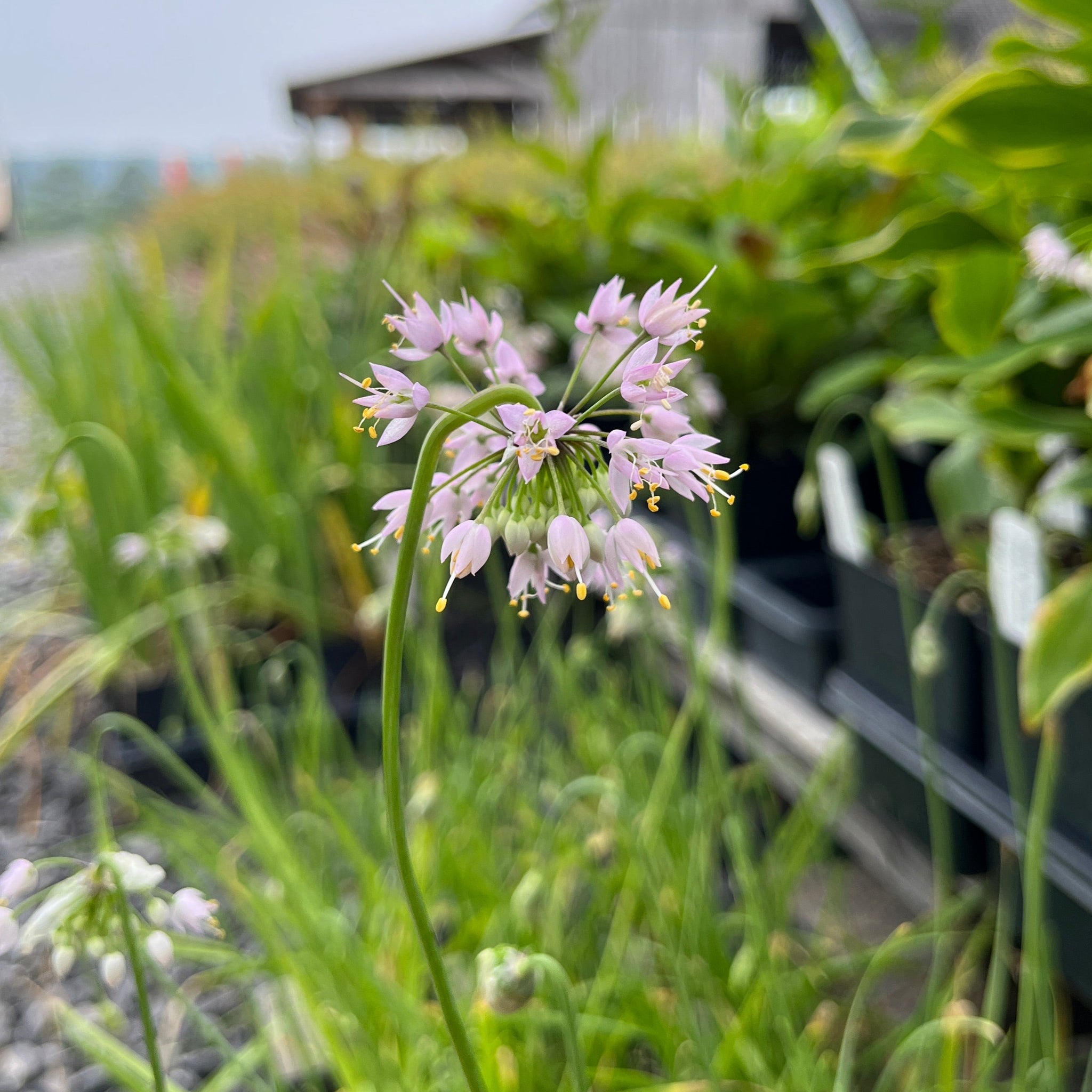 Allium cernuum - Nodding Onion - Live Plant For Sale – Green Canvas Farms