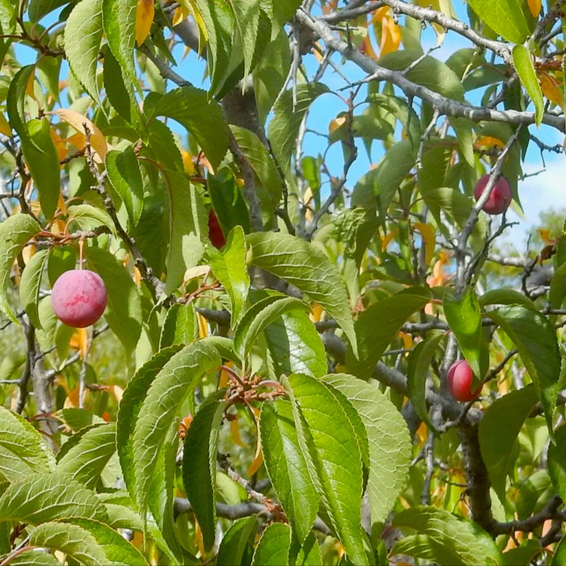 American Plum Tree for Sale - Prunus americana – Green Canvas Farms