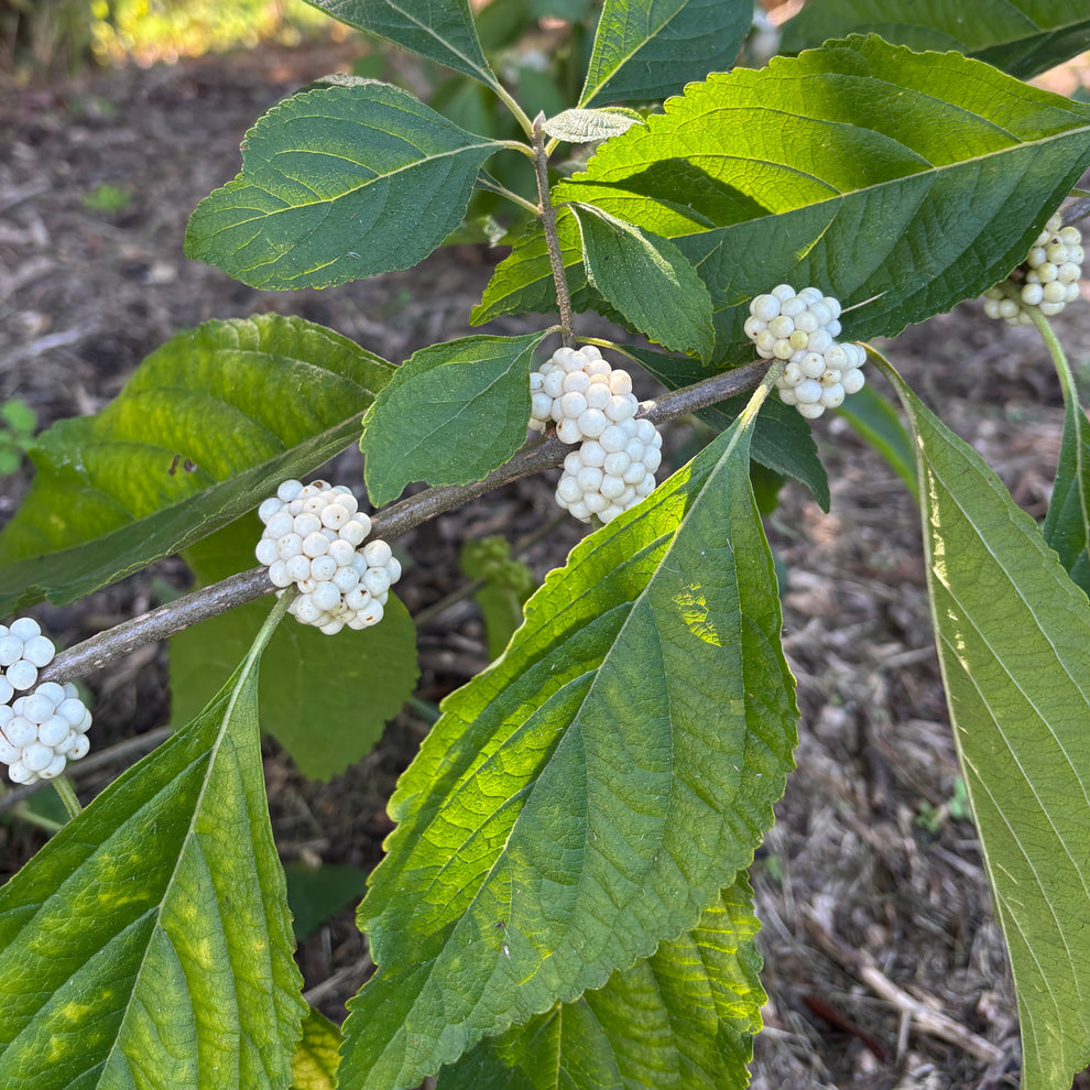 White American Beautyberry Plant for Sale - Callicarpa americana lactea ...