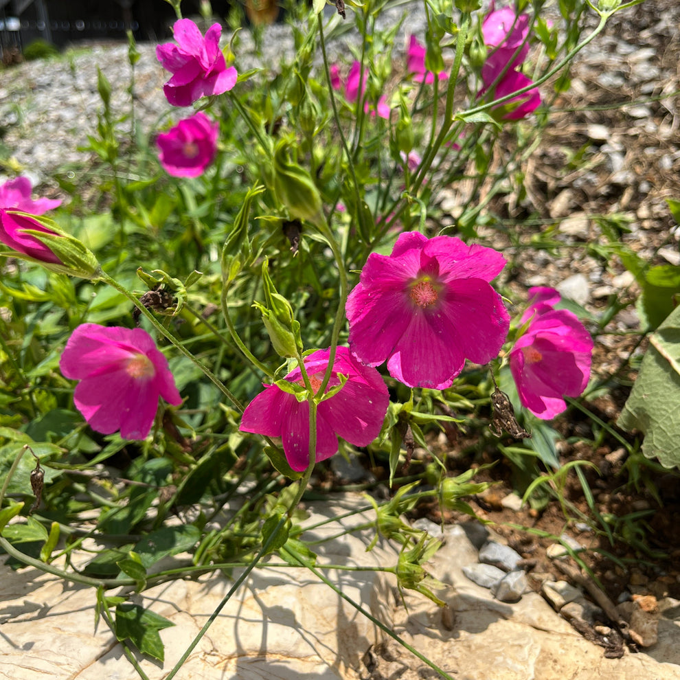 Bush's Poppy Mallow Plant for Sale - Callirhoe bushii – Green Canvas Farms