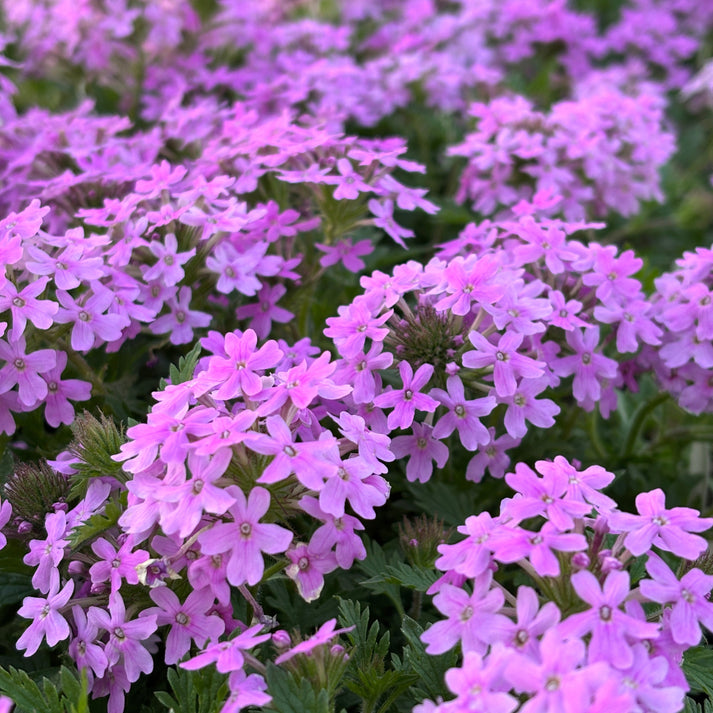 Rose Verbena, Rose Vervain Plant for Sale - Glandularia canadensis ...