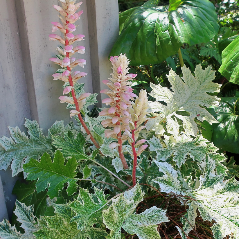 Whitewater Acanthus Plant for Sale - Bear's Breeches – Green Canvas Farms