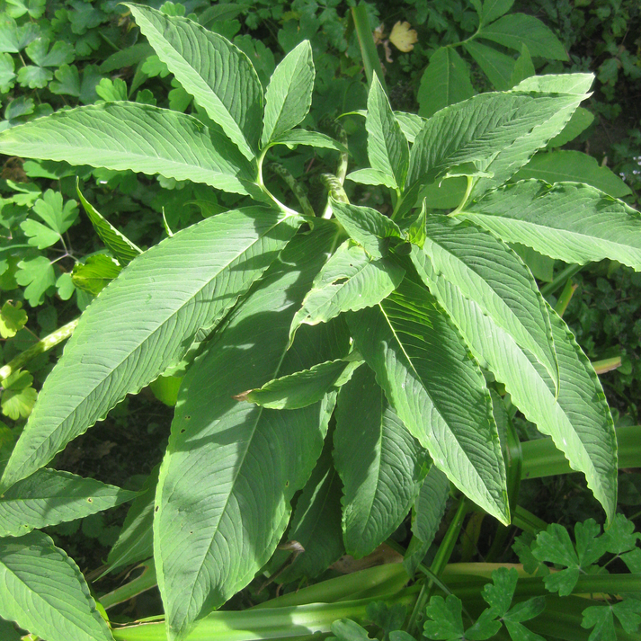Voodoo Lily Plant for Sale - Sauromatum venosum – Green Canvas Farms