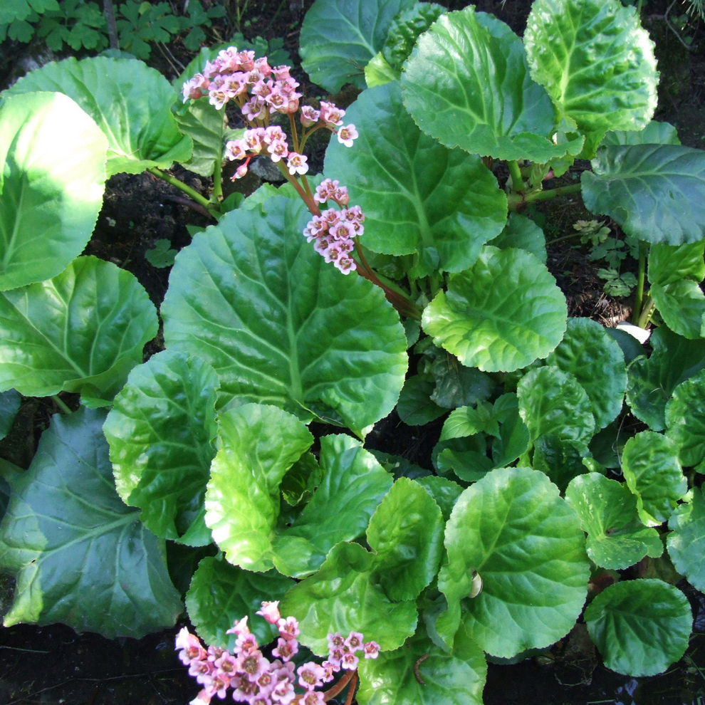 Pigsqueak Plant for Sale - Bergenia cordifolia – Green Canvas Farms