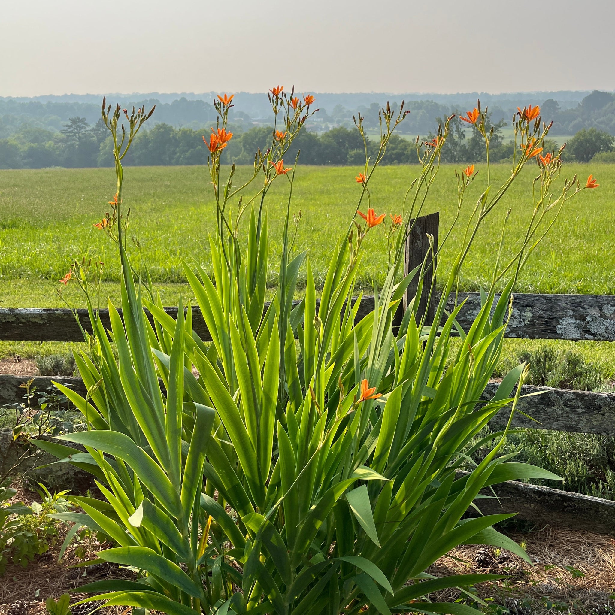 Leopard Lily Plant for Sale - Iris domestica – Green Canvas Farms