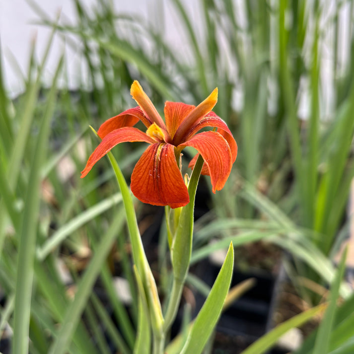Copper Iris Plant for Sale - Iris fulva – Green Canvas Farms