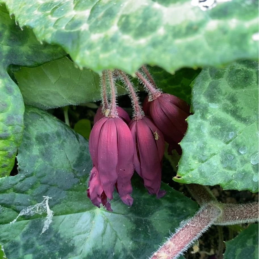Spotty Dotty Mayapple Plant for Sale - Podophyllum – Green Canvas Farms