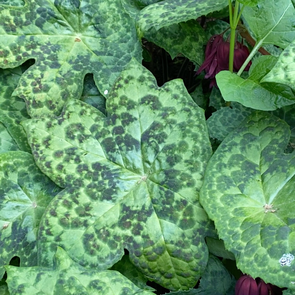 Spotty Dotty Mayapple Plant for Sale - Podophyllum – Green Canvas Farms