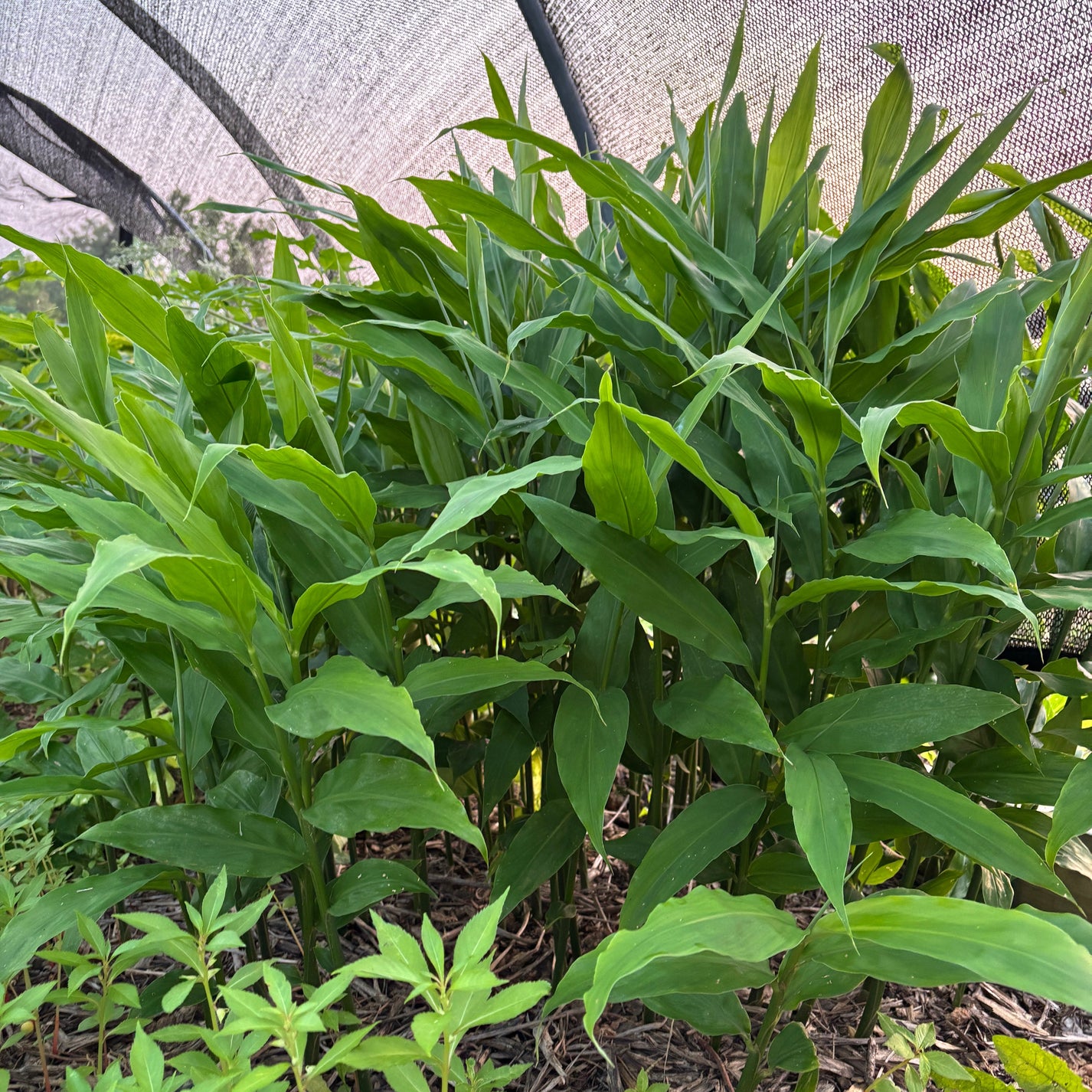 Myoga Ginger Plant for Sale - Zingiber mioga – Green Canvas Farms