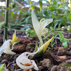 Myoga Ginger Plant for Sale - Zingiber mioga – Green Canvas Farms