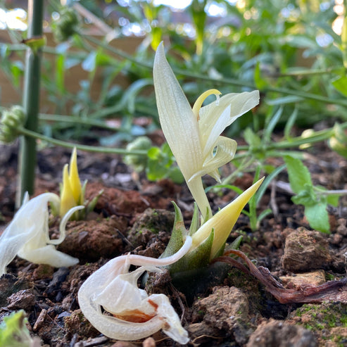 Myoga Ginger Plant for Sale - Zingiber mioga – Green Canvas Farms