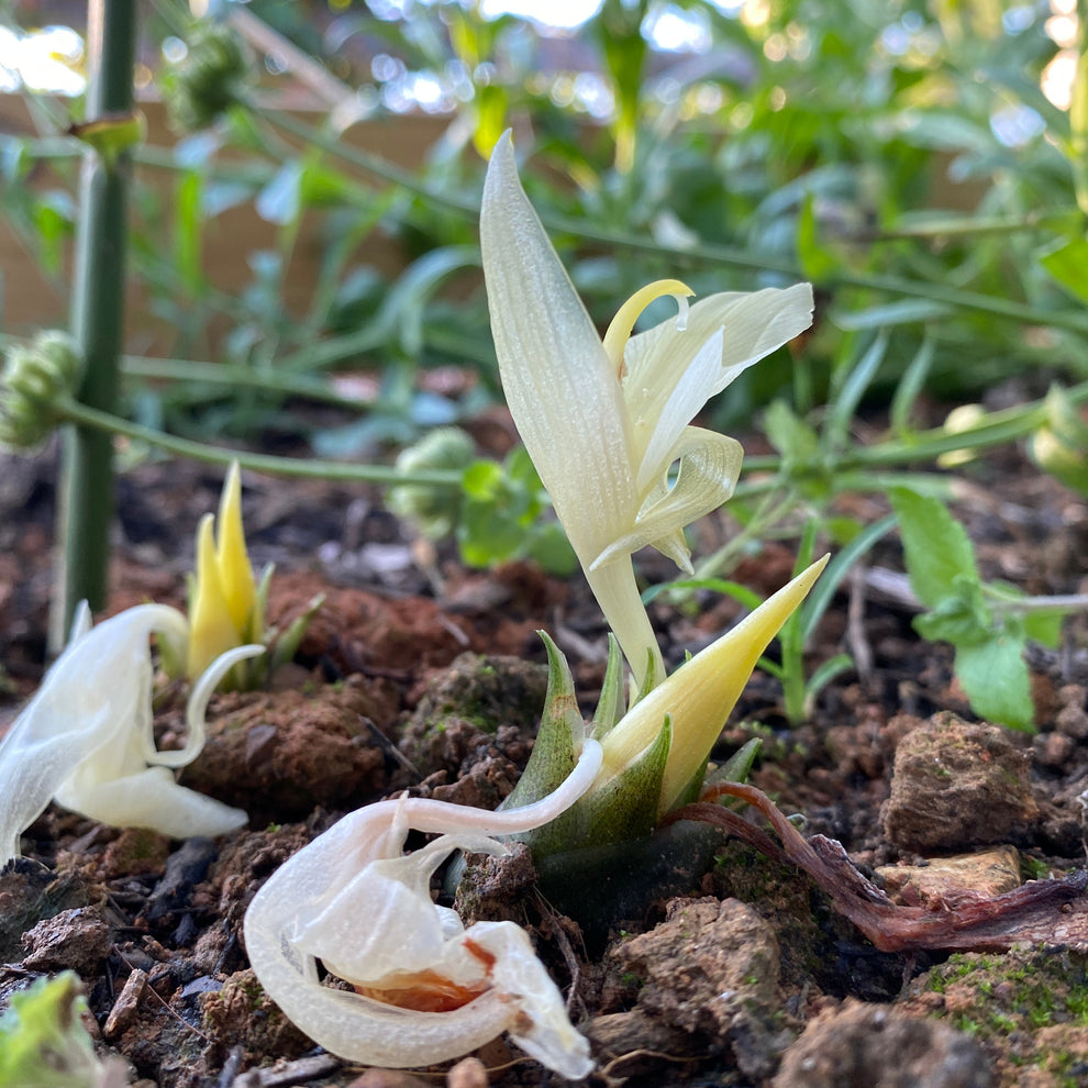 Myoga Ginger Plant for Sale - Zingiber mioga – Green Canvas Farms