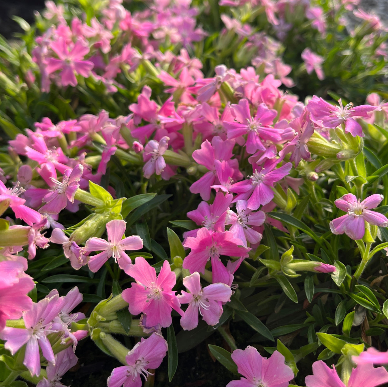 Wild Pink, Sticky Catchfly Plant for Sale - Silene caroliniana – Green ...