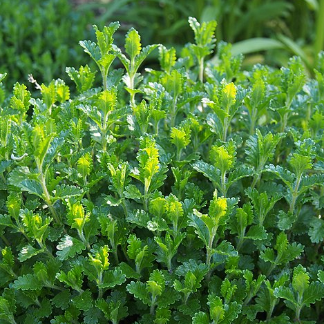 Wall Germander Plant for Sale - Teucrium chamaedrys – Green Canvas Farms